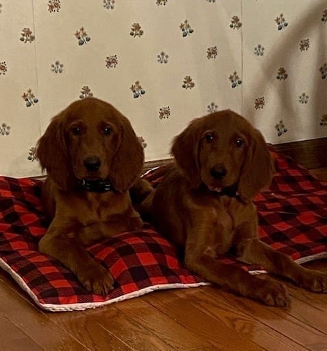 MERIT Employee Spotlight:Laura Rozek